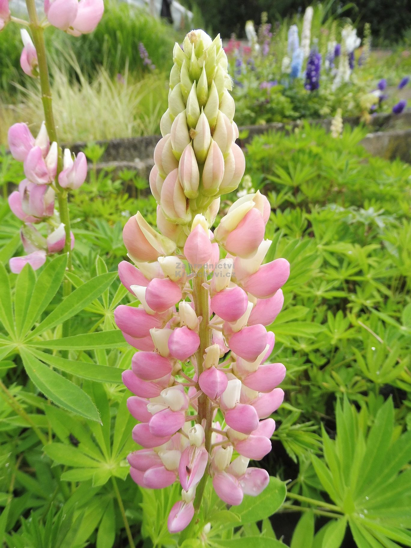 Lupinus polyphyllus " Legendary Rose Shades " - vlčí bob mnoholistý ...