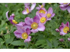 Anemone hupehensis " Pretty Lady Susan " ® - sasanka Zahradnictví ...