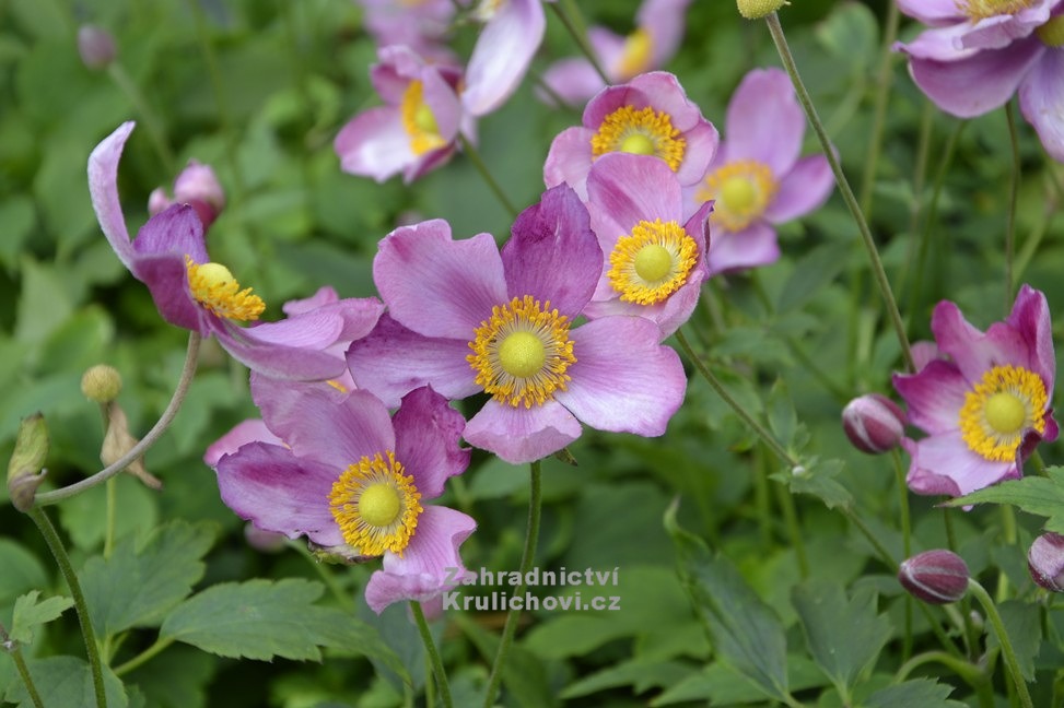 Anemone hupehensis " Pretty Lady Susan " ® - sasanka Zahradnictví ...