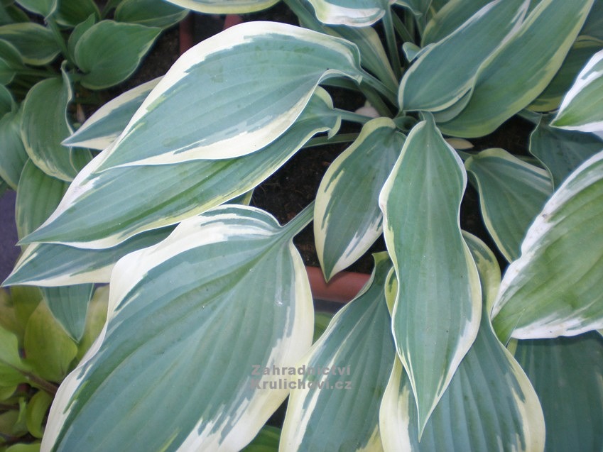 Hosta " Con Te Partiro " - hosta, bohyška Zahradnictví Krulichovi ...