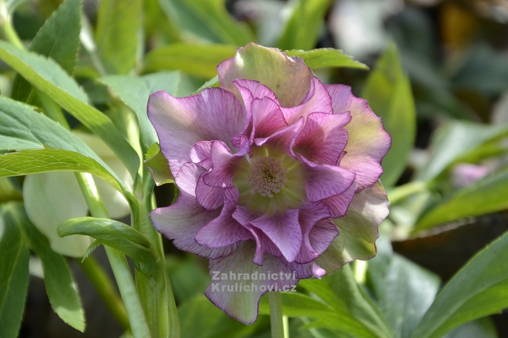 Helleborus hybridus " Double Ellen Picotee " ® - čemeřice Zahradnictví ...