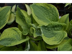 Hosta " Atlantis " ® - bohyška Zahradnictví Krulichovi - zahradnictví ...