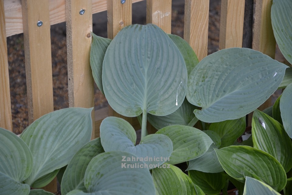 Hosta " Devon Blue " - bohyška Zahradnictví Krulichovi - zahradnictví ...