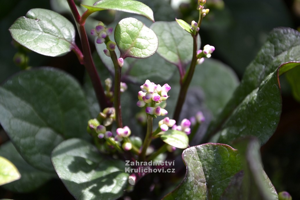 Bassela rubra ( Bassela alba var. rubra ) - malabarský špenát ...