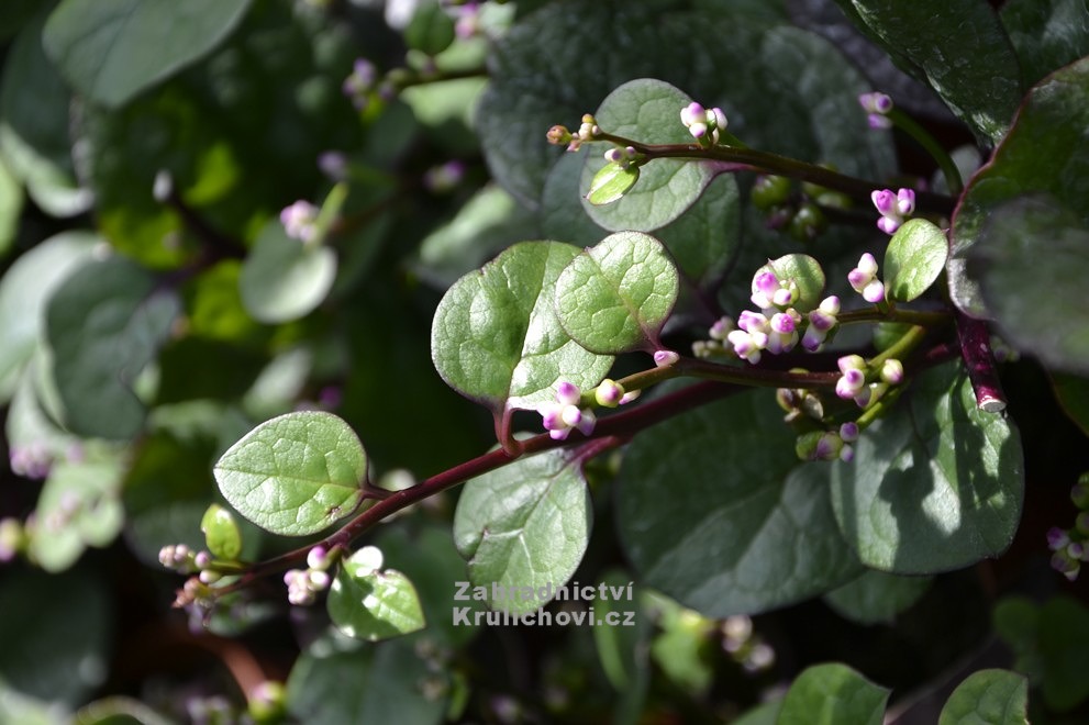 Bassela rubra ( Bassela alba var. rubra ) - malabarský špenát ...