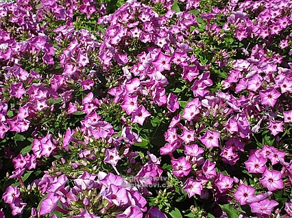 Phlox paniculata " Flame Purple Eye " ® - flox, plamenka latnatá ...