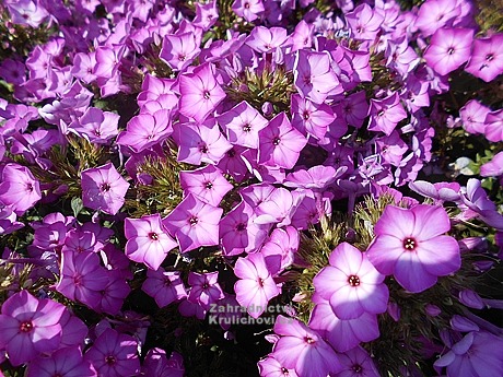 Phlox paniculata " Flame Purple Eye " ® - flox, plamenka latnatá ...