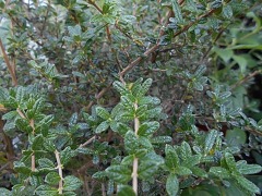 Nashia inaguensis - Moujean tea, ananasová verbena, bahamské bobule ...