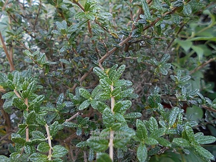 Nashia inaguensis - Moujean tea, ananasová verbena, bahamské bobule ...