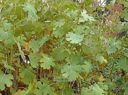 Macleaya microcarpa " Kelway´s Coral Plume " - makleja, okecek ...