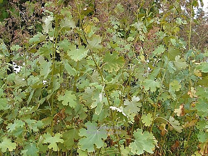 Macleaya microcarpa " Kelway´s Coral Plume " - makleja, okecek ...