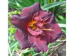 Hemerocallis " Voodoo Dancer " - denivka Zahradnictví Krulichovi ...