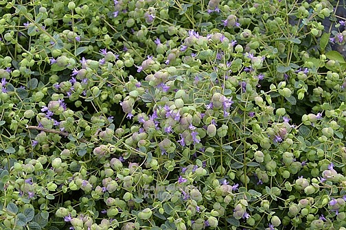 Origanum rotundifolium " Amethyst Falls " ® - oregáno okrouhlolisté ...