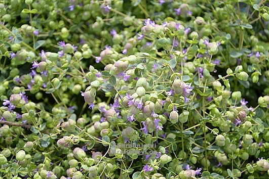 Origanum rotundifolium " Amethyst Falls " ® - oregáno okrouhlolisté ...