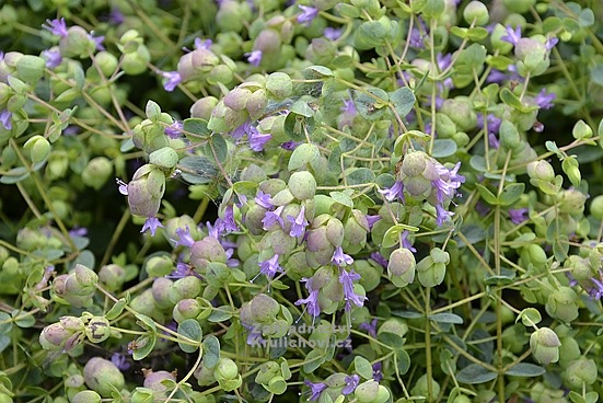 Origanum rotundifolium " Amethyst Falls " ® - oregáno okrouhlolisté ...