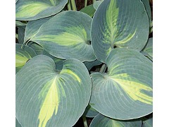 Hosta sieboldiana " Thunderbolt " ® - bohyška Zahradnictví Krulichovi ...