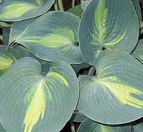 Hosta sieboldiana " Thunderbolt " ® - bohyška Zahradnictví Krulichovi ...