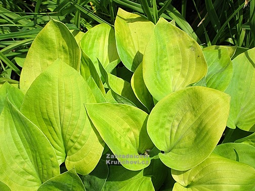 Hosta " Gold Edger " - bohyška Zahradnictví Krulichovi - zahradnictví ...