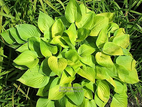 Hosta " Gold Edger " - bohyška Zahradnictví Krulichovi - zahradnictví ...