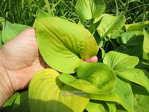 Hosta " Gold Edger " - bohyška Zahradnictví Krulichovi - zahradnictví ...