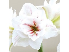 Hippeastrum ( syn. Amaryllis ) " Aquaro " - amarylis, hvězdník ...