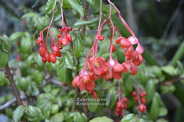 Begonia fuchsioides - begonie, kysala Zahradnictví Krulichovi ...
