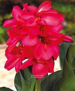Canna " Happy Isabel " - kana, dosna Zahradnictví Krulichovi ...