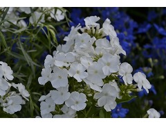 Phlox paniculata " Ice Cap " - flox, plamenka Zahradnictví Krulichovi ...