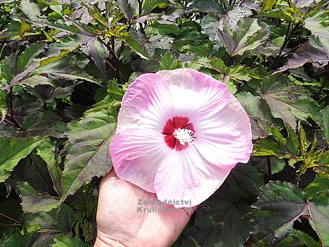 Hibiscus moscheutos " Carousel Pink Candy " - ibišek bahenní ...