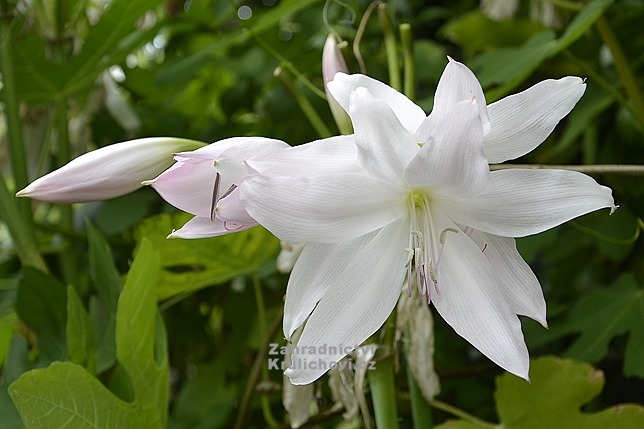 Crinum x powellii " Album " - křín Zahradnictví Krulichovi ...