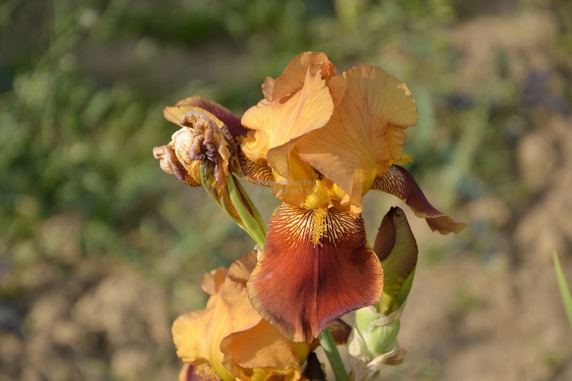 Iris x barbata Elatior " Apache Warrior " - iris, kosatec Zahradnictví Krulichovi - zahradnictví ...