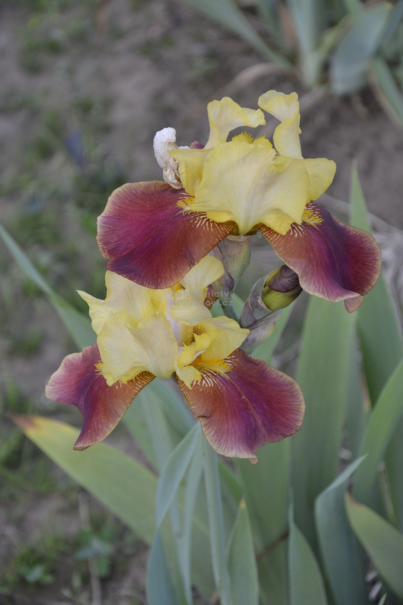 Iris x barbata Elatior " Broadway Star " - iris, kosatec Zahradnictví ...