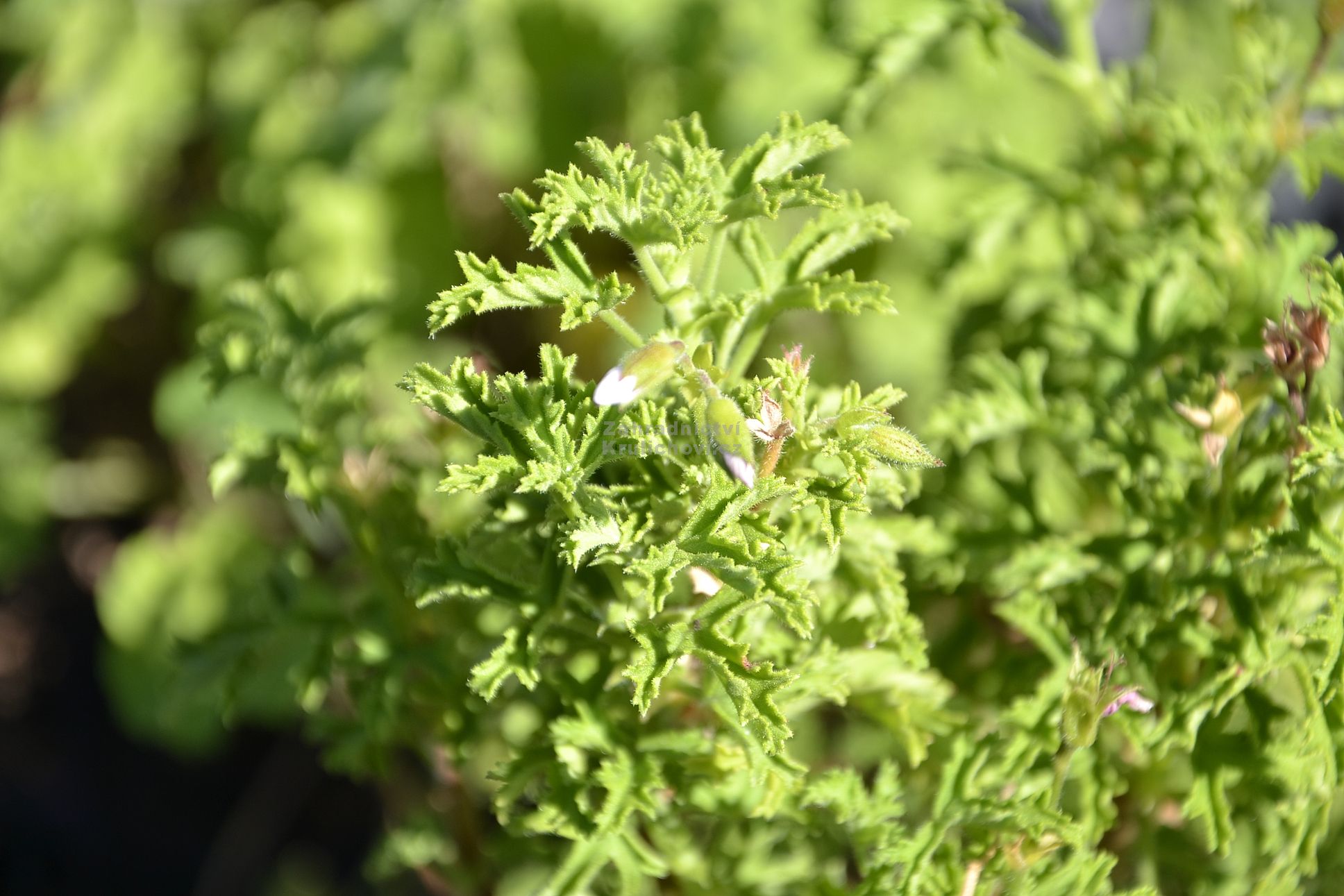 Pelargonium " Lemon Kiss " - pelargonie, muškát vonný Zahradnictví ...