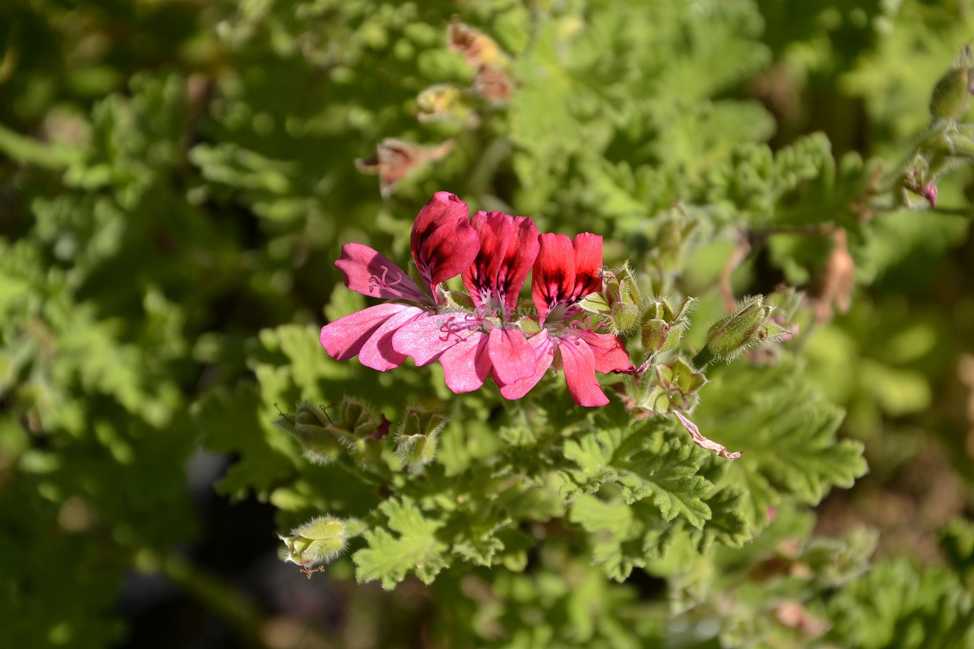 Pelargonium radula " Rosea " - pelargonie, muškát vonný Zahradnictví ...