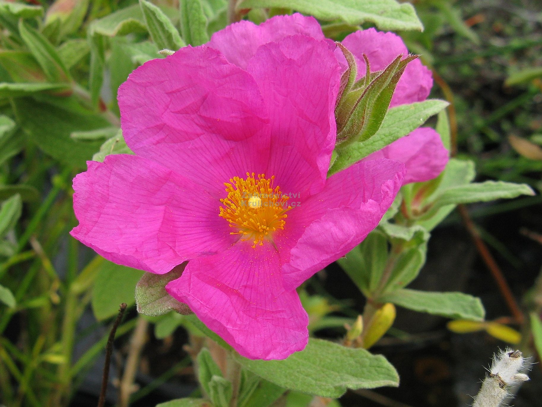 Cistus x pulverulentus " Sunset " - cist, cistus, skalní růže ...