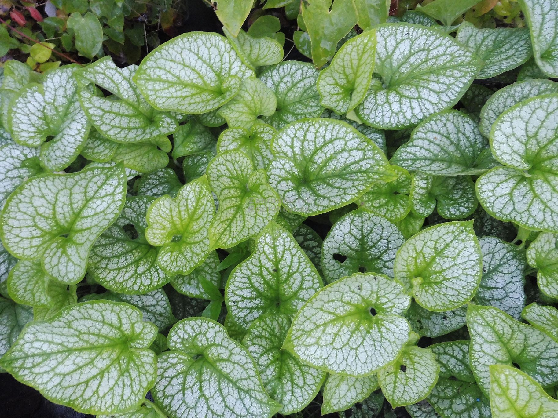 Brunnera macrophylla " Alexander´s Great " ® - pomněnkovec Zahradnictví ...