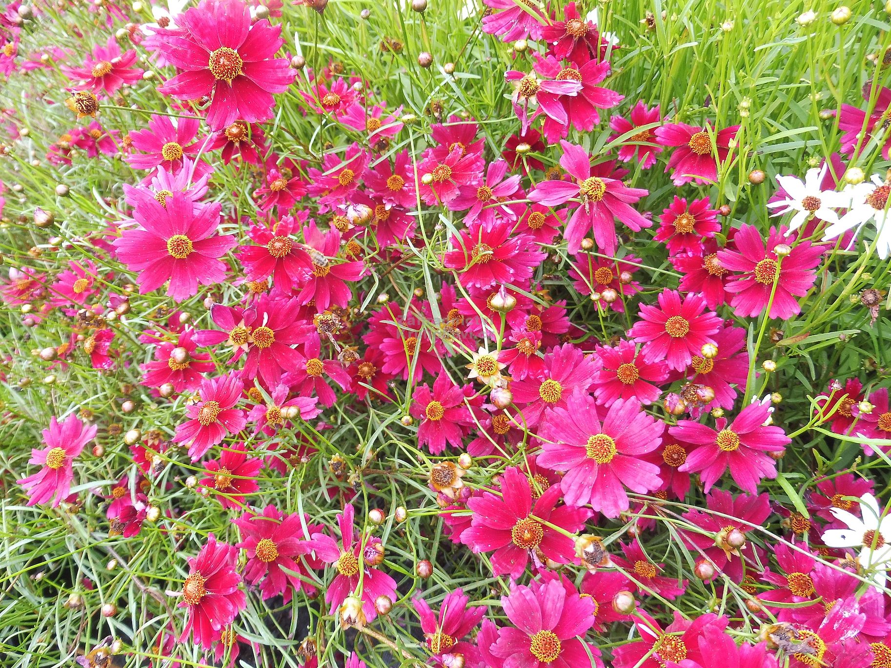 Coreopsis verticillata " Ruby Red " - krásnoočko přeslenité ...