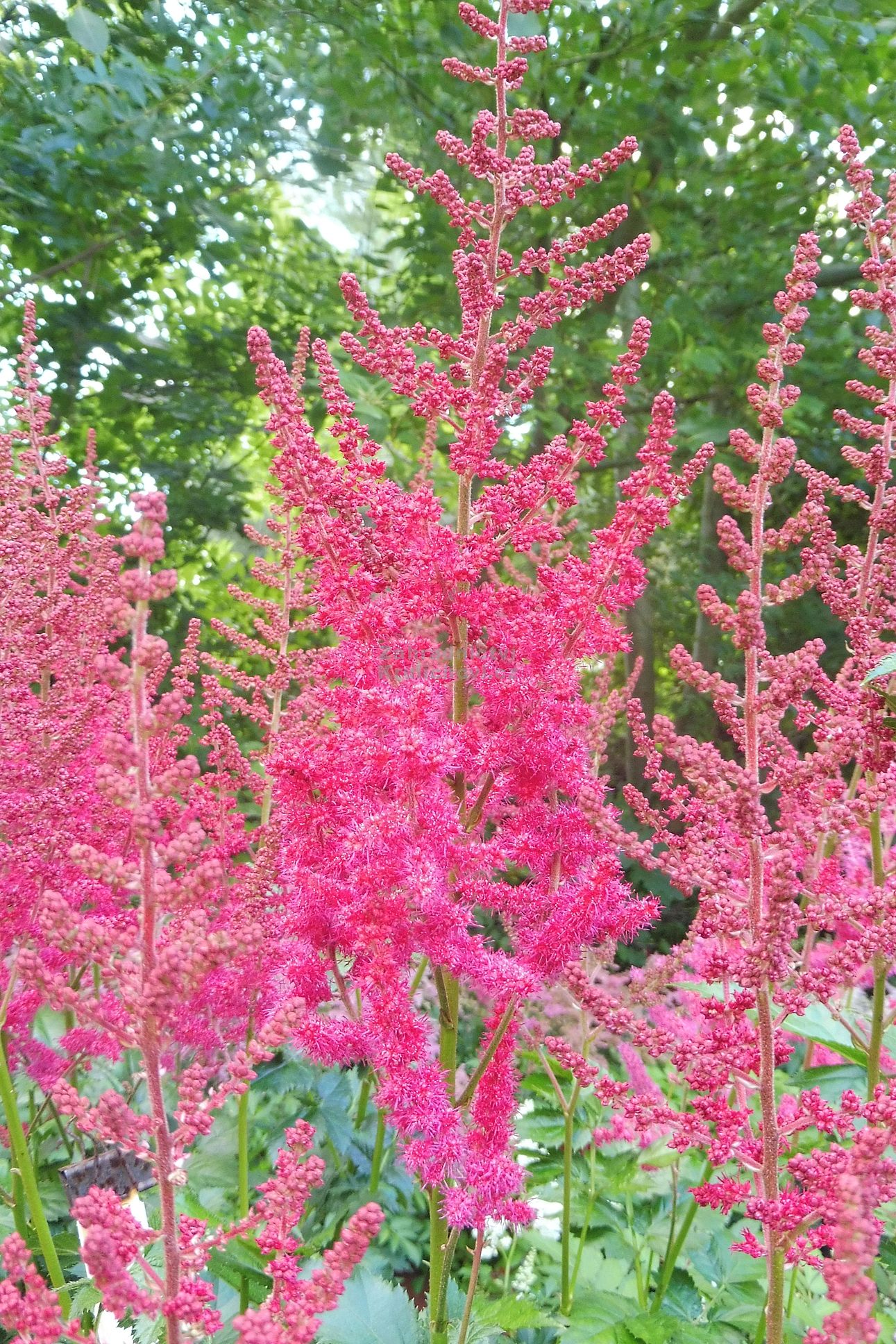 Astilbe chinensis " Cardinal " - čechrava Zahradnictví Krulichovi ...