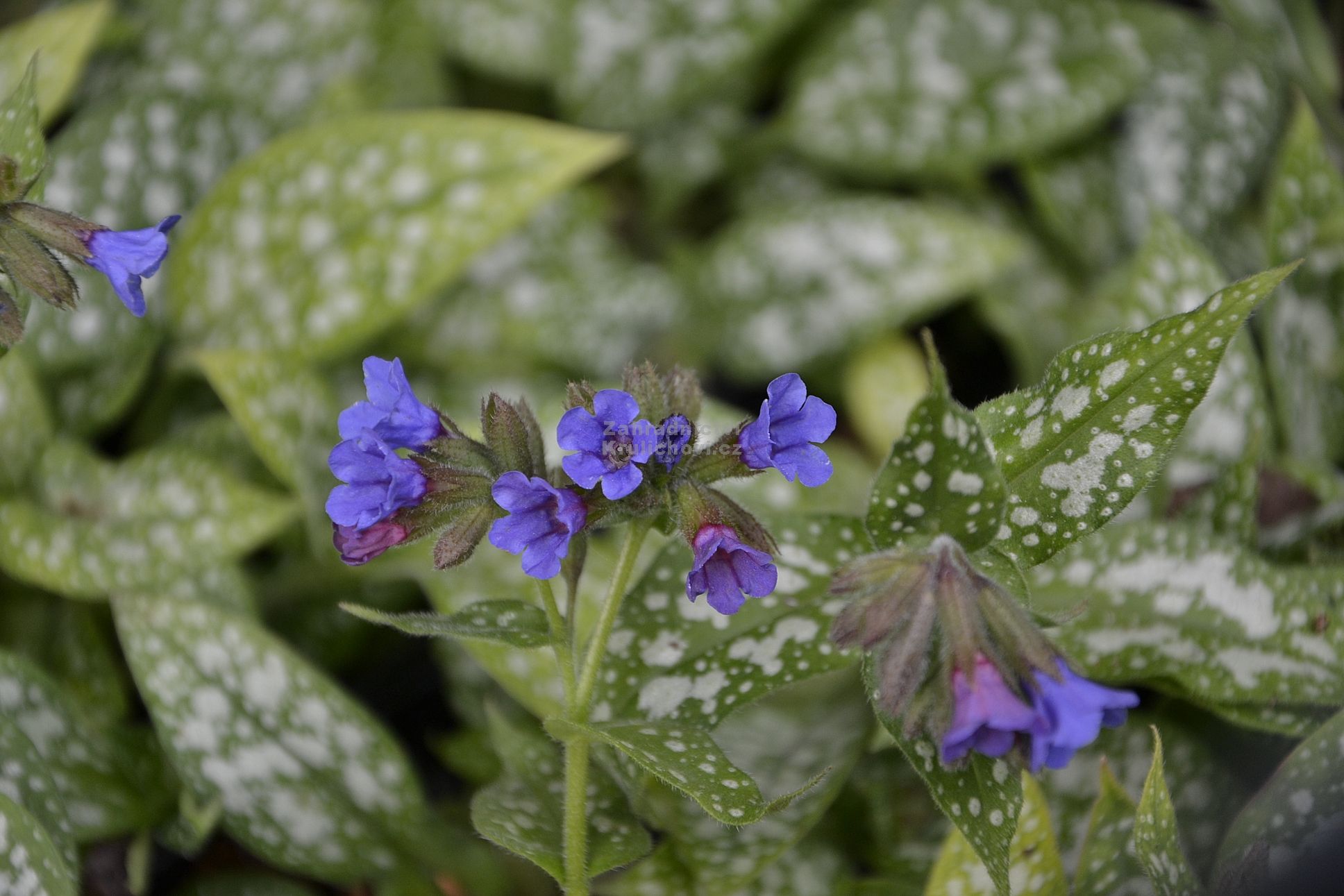 Pulmonaria longifolia " E. B. Anderson " - plicník Zahradnictví ...