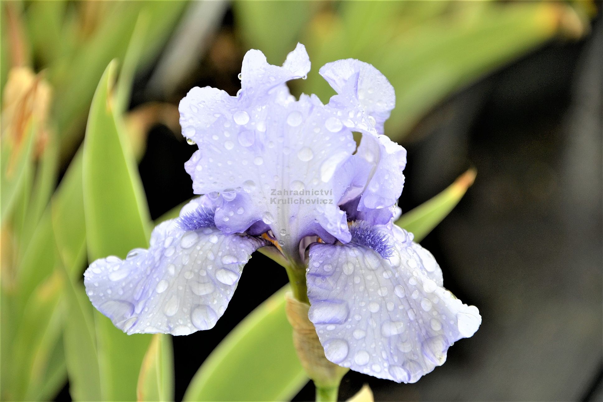 Iris x barbata Nana ( Iris pumila )" Westar " - kosatec nízký ...
