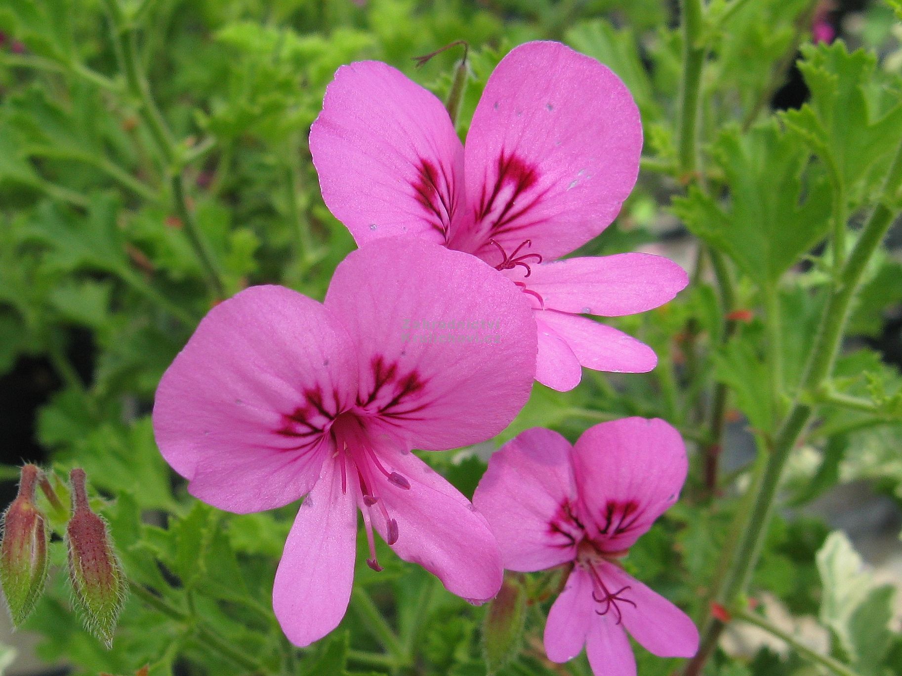 Pelargonium " Limoneum " - pelargonie, muškát vonný Zahradnictví ...