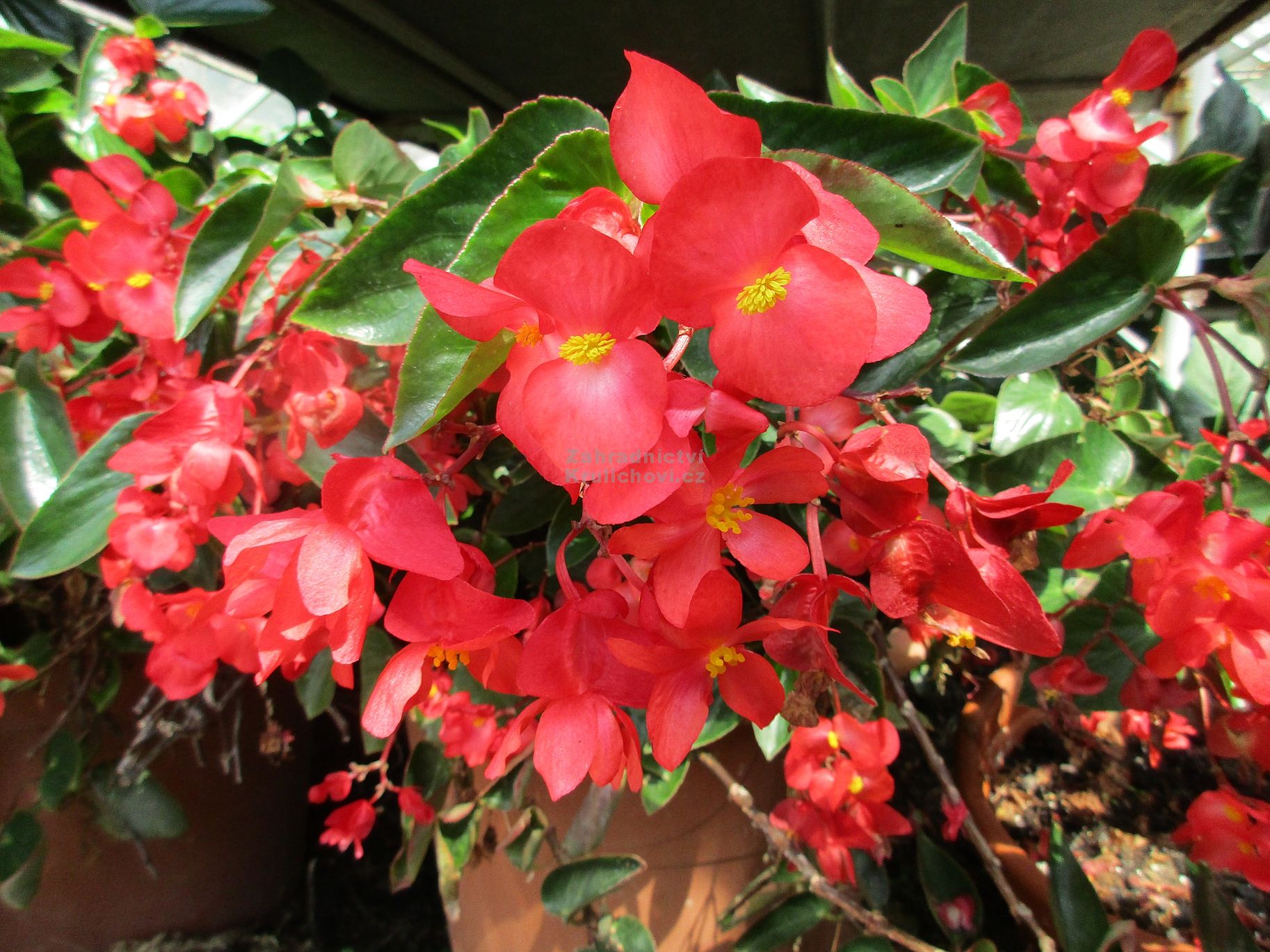 Begonia x hybrida " Dragon Wing ® Red " - begonie Zahradnictví ...