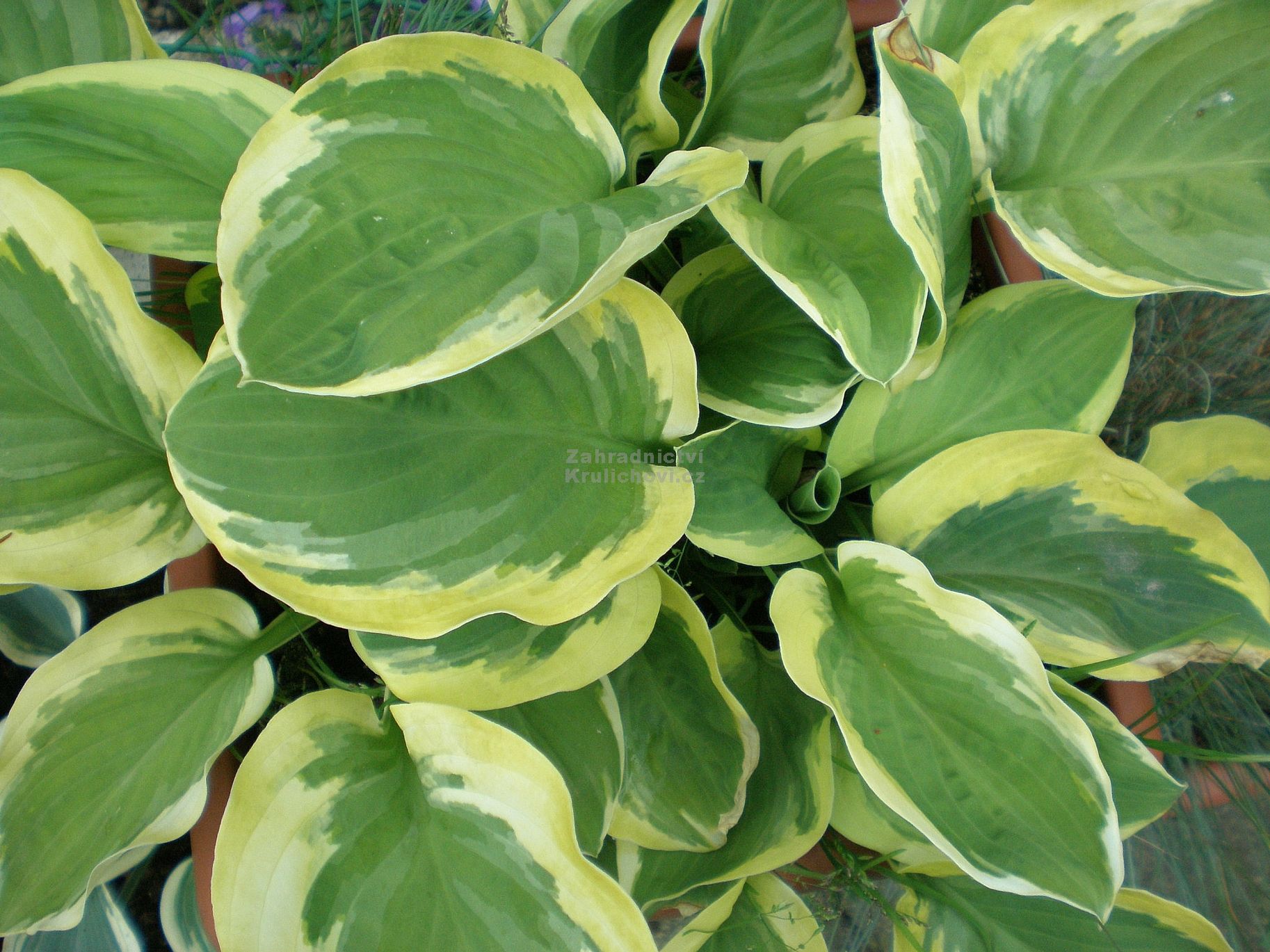 Hosta " Carnival " - bohyška Zahradnictví Krulichovi - zahradnictví ...