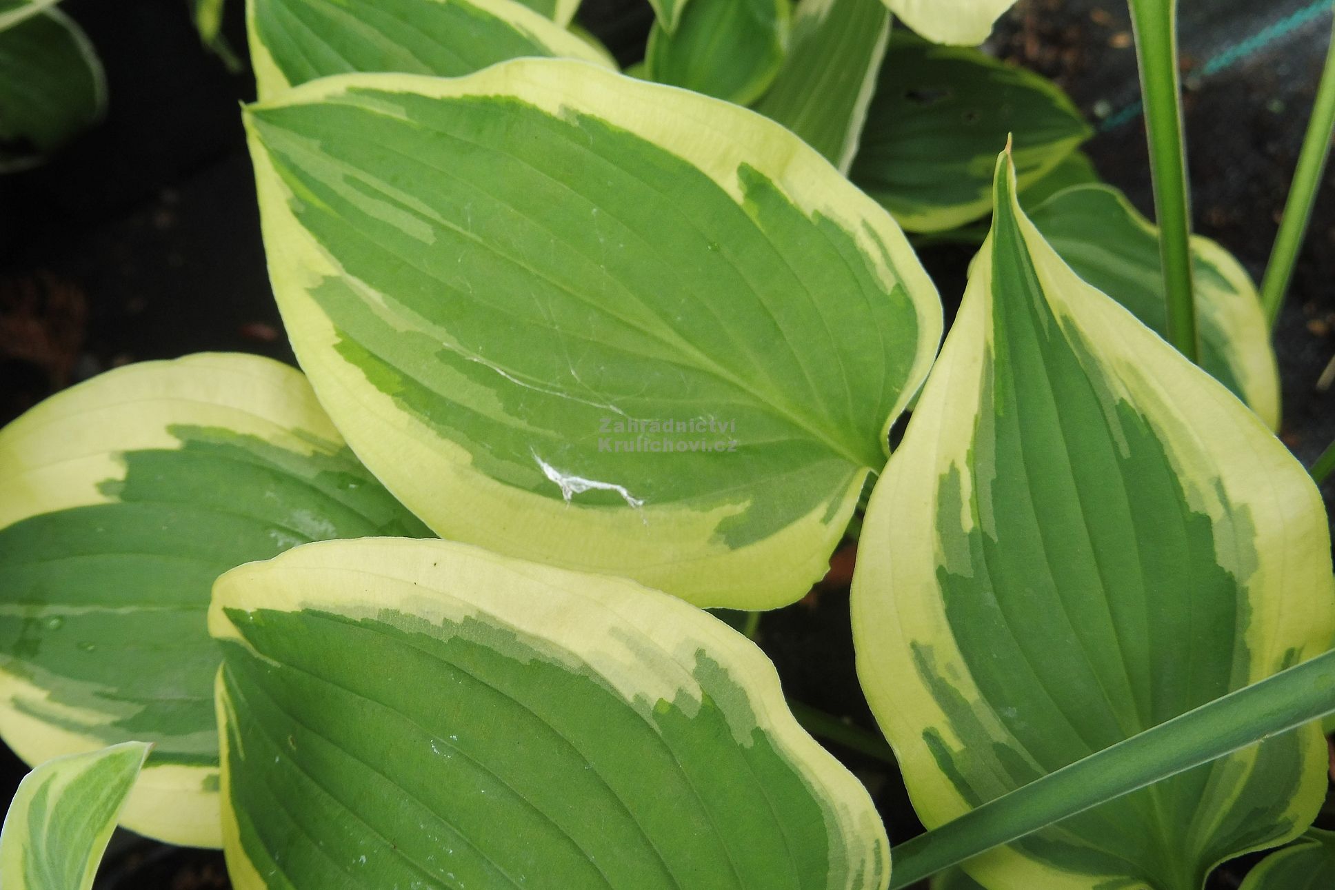 Hosta " Pilgrim " - bohyška Zahradnictví Krulichovi - zahradnictví ...