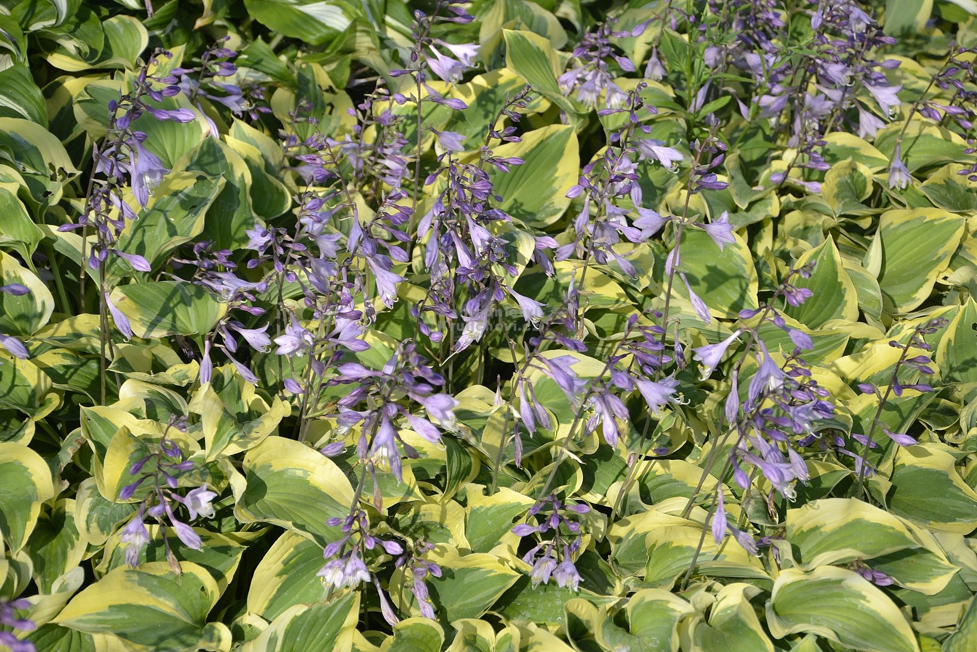 Hosta " Pilgrim " - bohyška Zahradnictví Krulichovi - zahradnictví ...