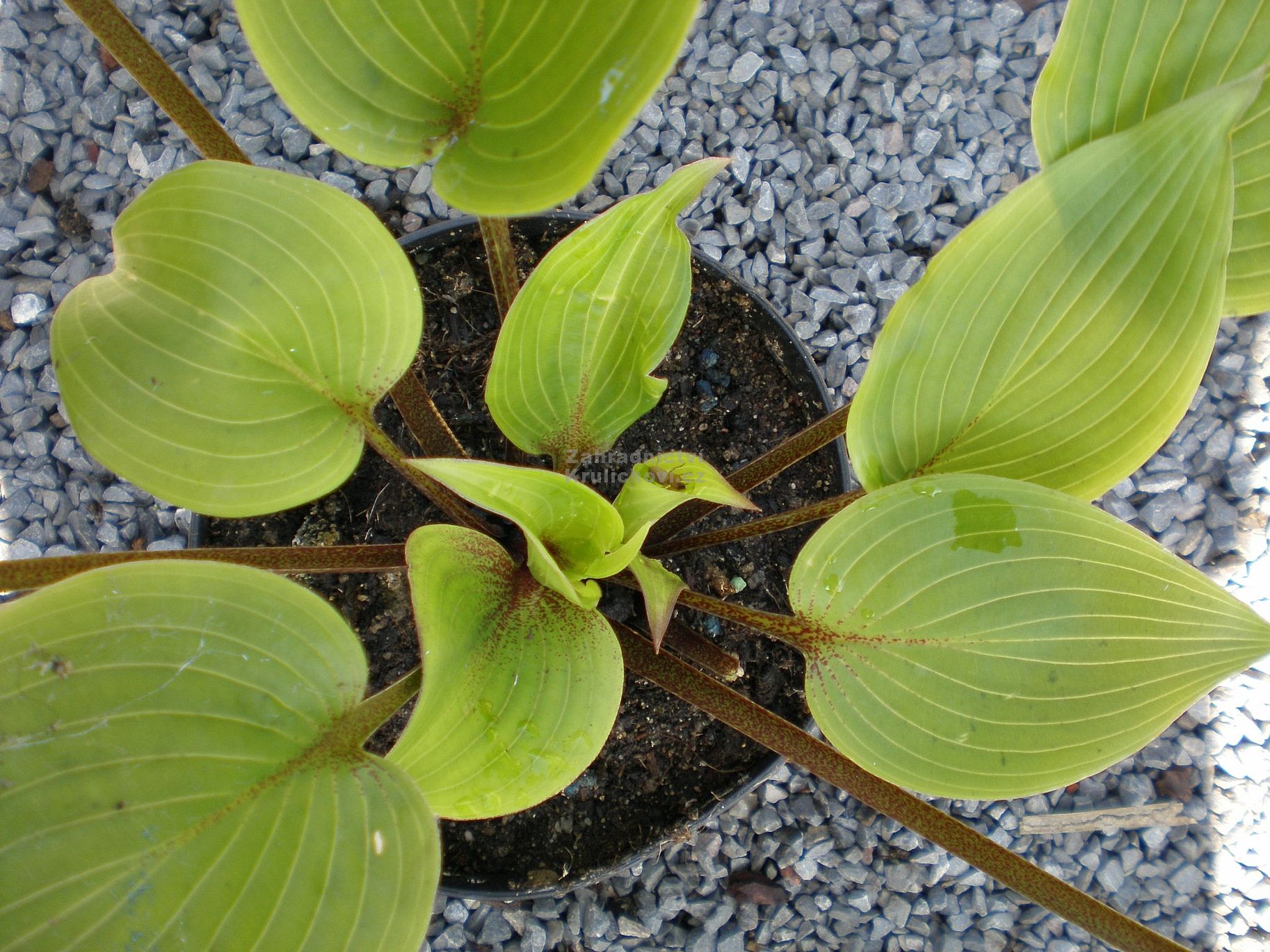Hosta " Miss Ruby " - bohyška Zahradnictví Krulichovi - zahradnictví ...