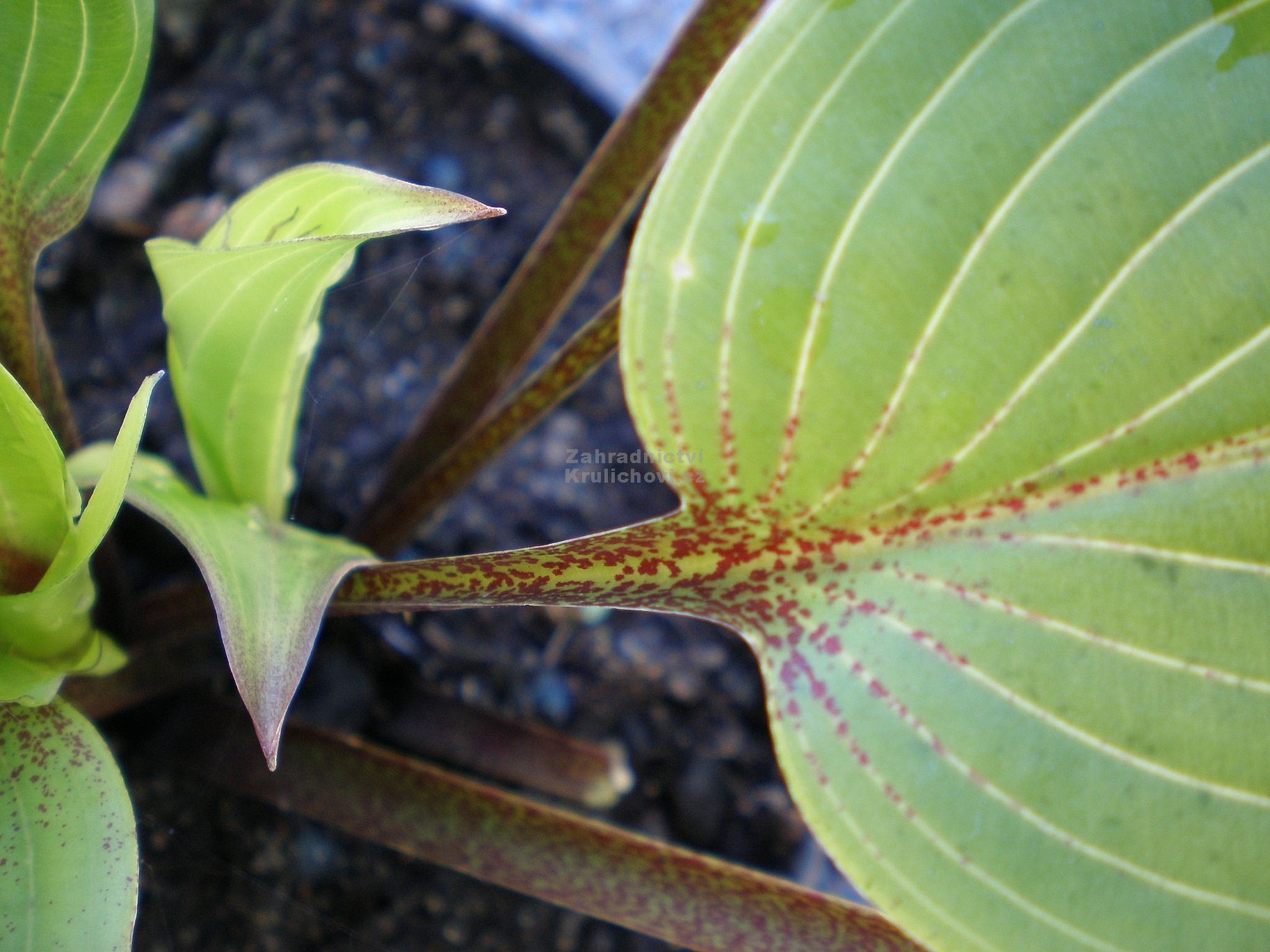 Hosta " Miss Ruby " - bohyška Zahradnictví Krulichovi - zahradnictví ...