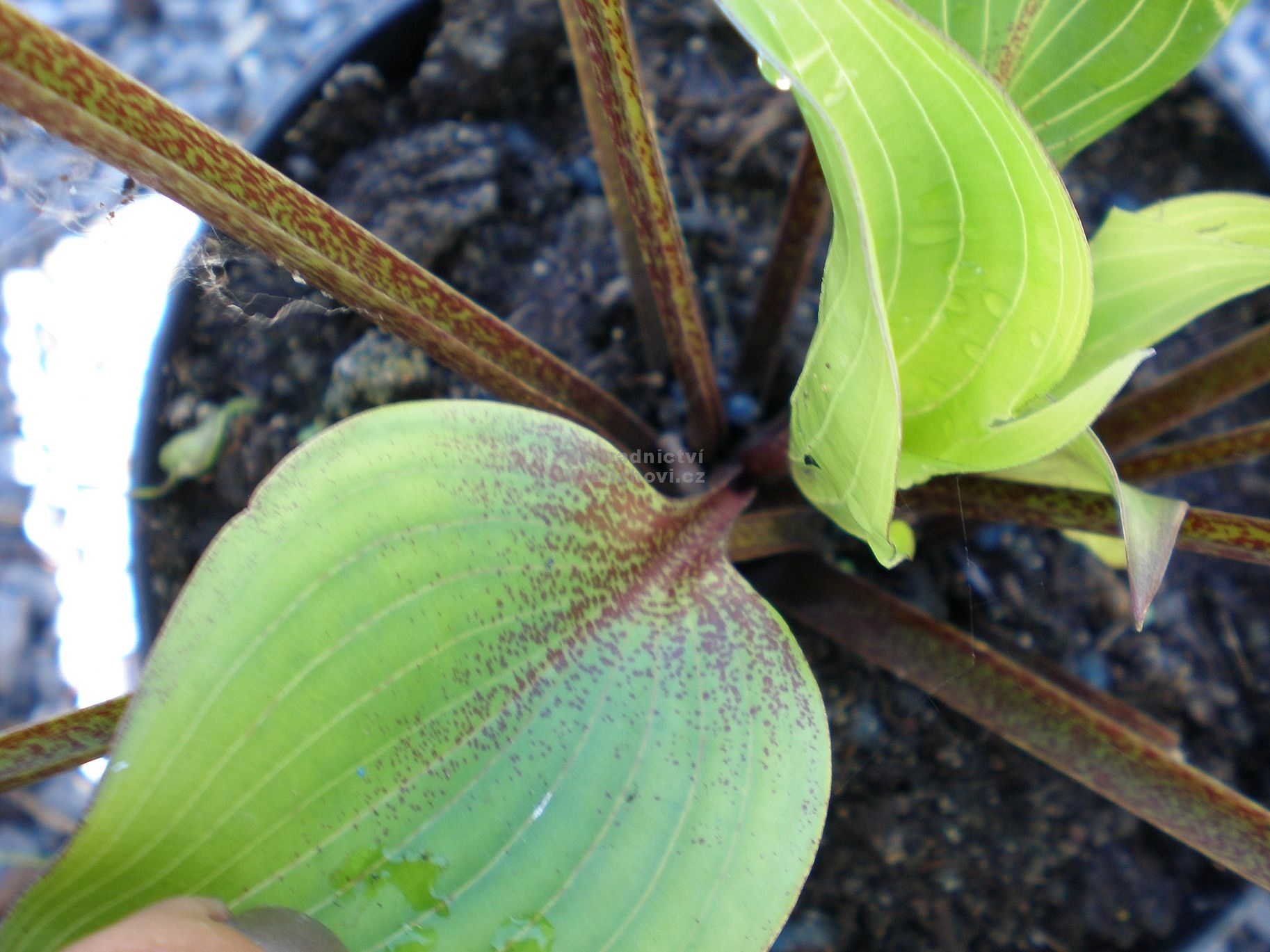Hosta " Miss Ruby " - bohyška Zahradnictví Krulichovi - zahradnictví ...