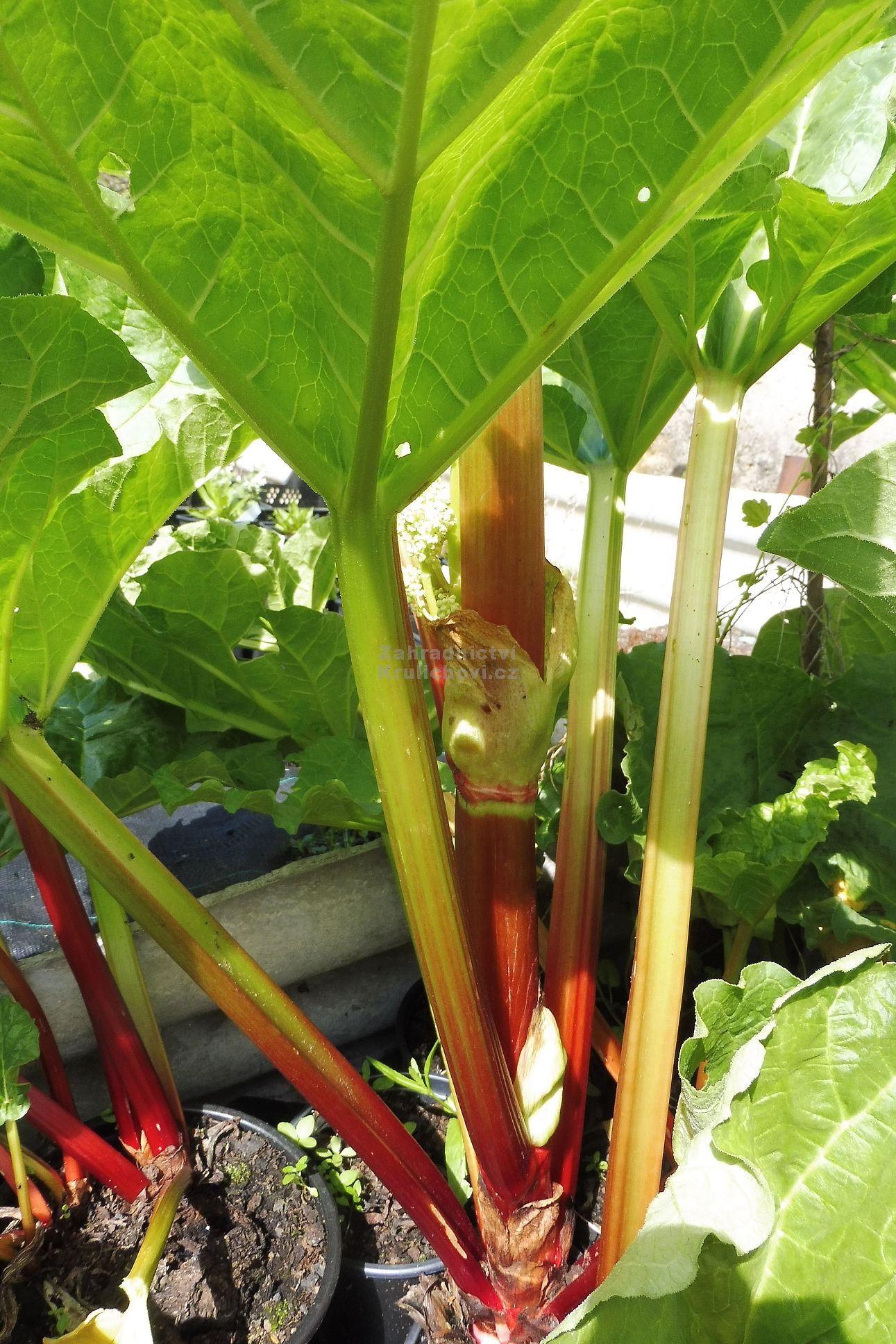 Rheum rhabarbarum " Victoria " - rebarbora, reveň Zahradnictví ...