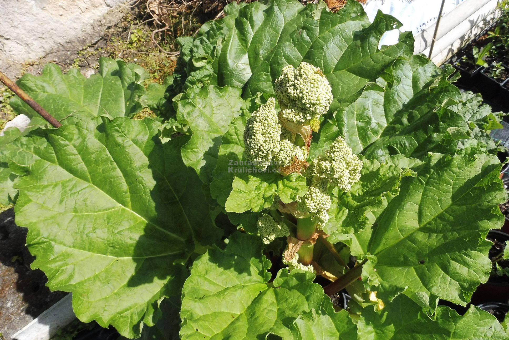 Rheum rhabarbarum " Red Champagne " - rebarbora, reveň Zahradnictví ...